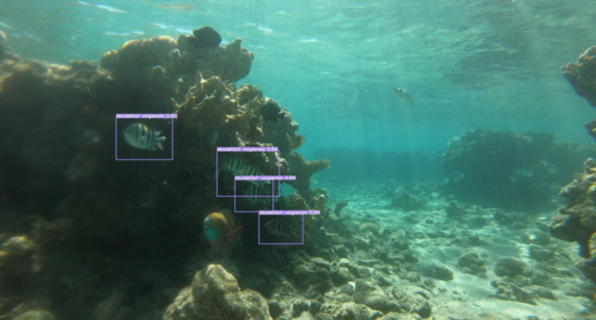 Developing an Acoustic Monitoring Tool for Coral Reef Health | TAD ...