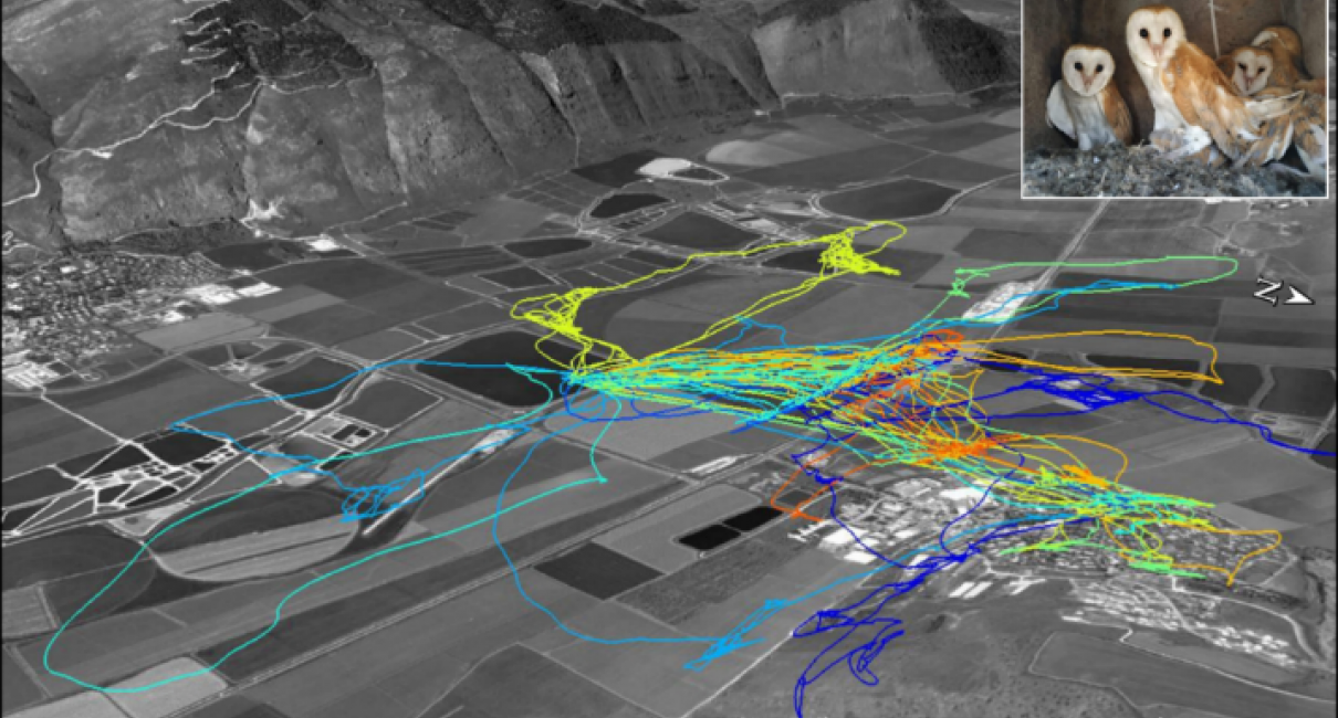 Applying Data Science Approaches for Processing High-Resolution Animal ...